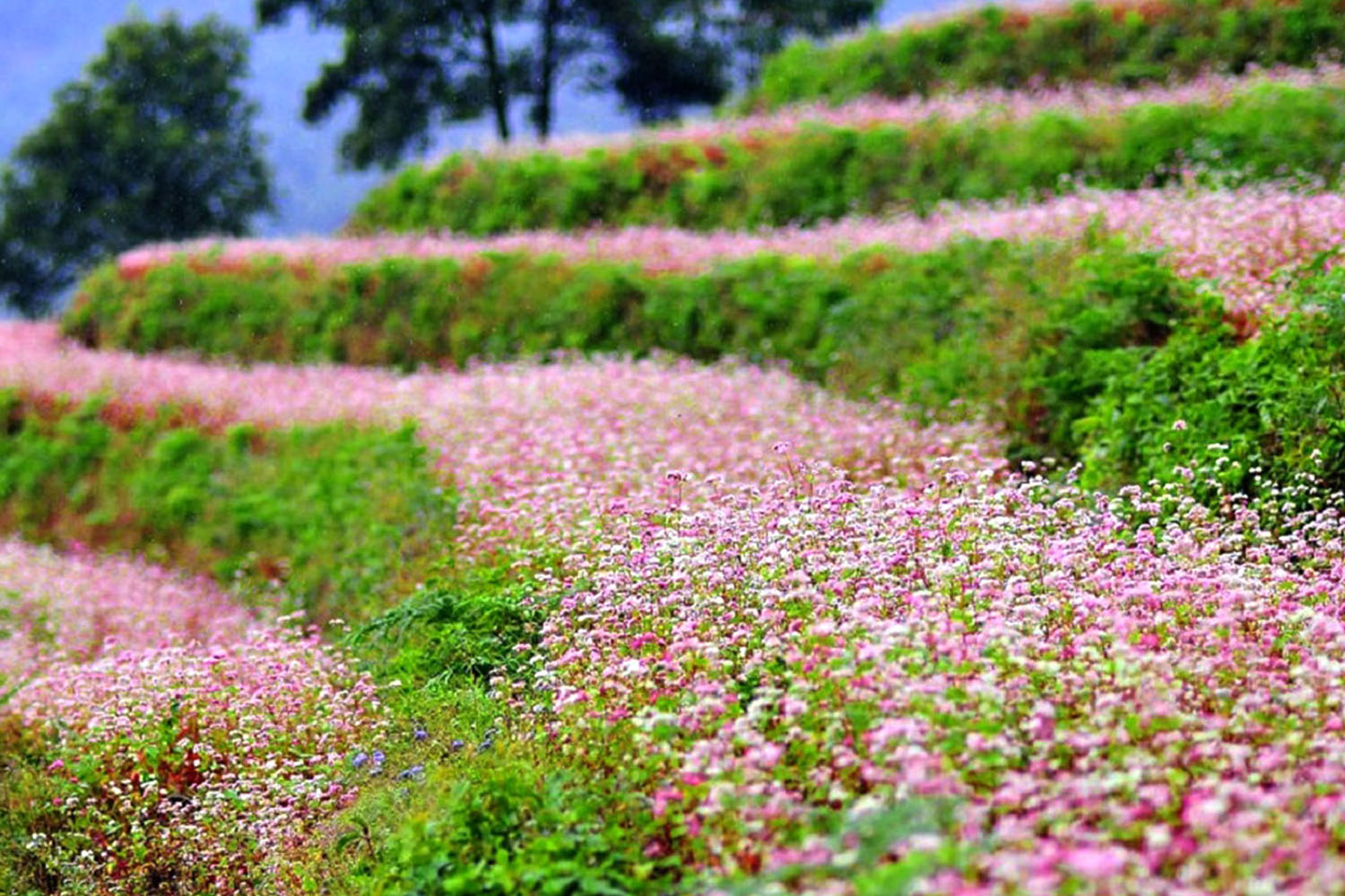 Vietnam's Best Known Flowers – YESD Authentic Responsible Tours